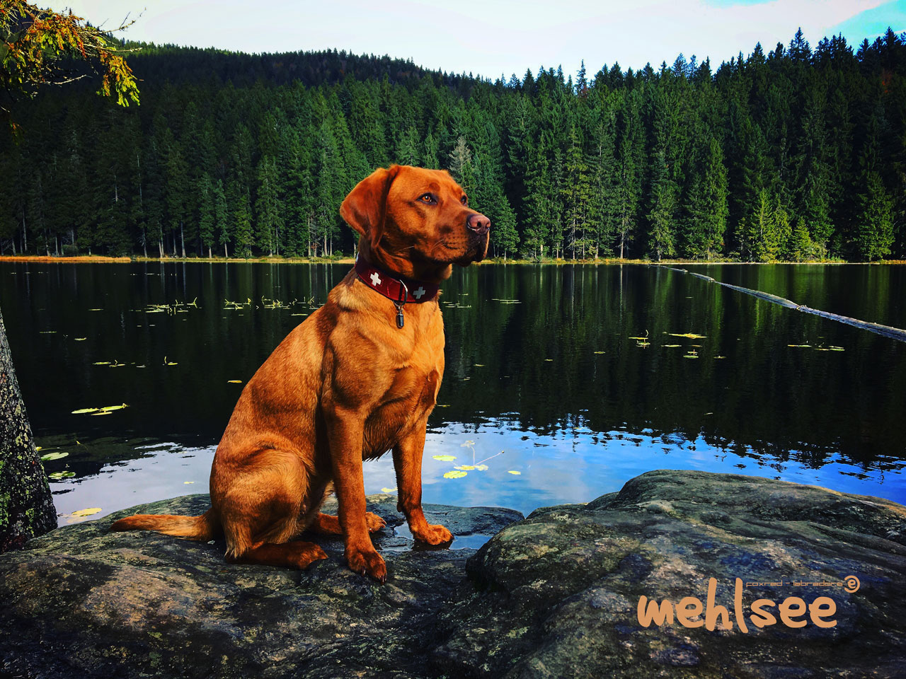 FOXRED-labradors von der mehlsee | Foxred-Labrador
